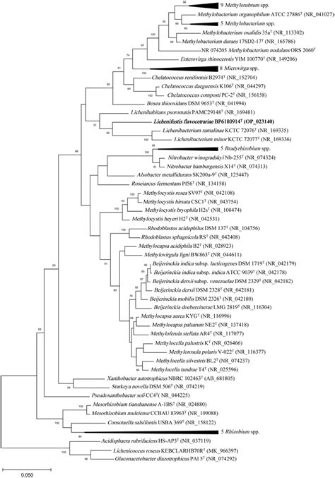 Maximum Likelihood Phylogenetic Trees Based On 16s Rrna Gene Sequences