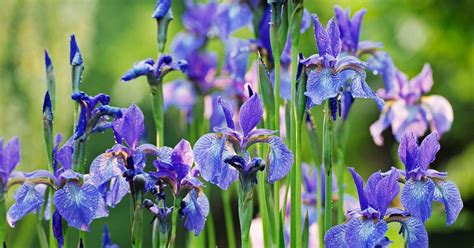 Diviser Les Iris Comment Sy Prendre