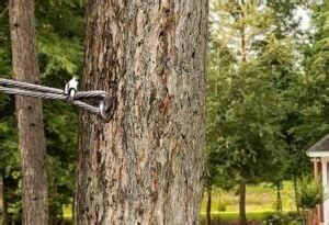 Tree Cabling And Bracing 5 Things You Need To Know