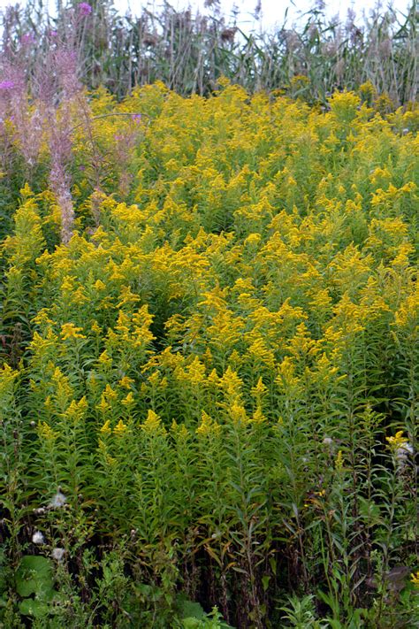Solidago canadensis - Изображение особи - Плантариум