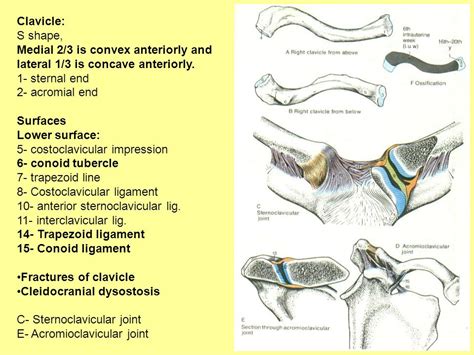 Bones And Muscles And Regional Anatomy Of The Upper Limb Part1 Ppt