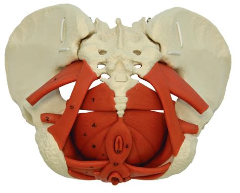 Anatomical Models Anatomy Female Pelvis Model With Pelvic Floor Swehealth