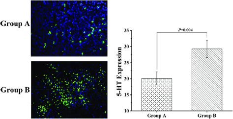 The Results Of The Immunofluorescence Staining Experiment As Shown In