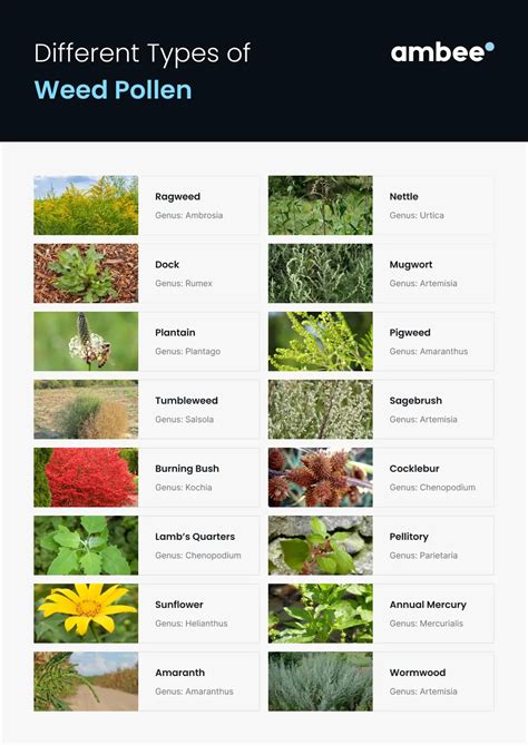 Different Types Of Pollen And Their Symptoms Ultimate List