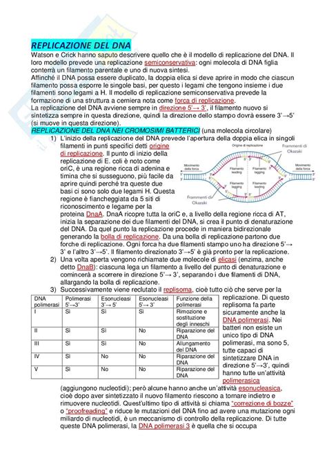 Replicazione Del Dna Nei Procarioti E Negli Eucarioti