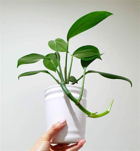 Different Types Of Pothos Plants
