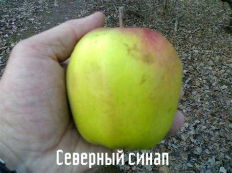 Яблоки Синап Фото И Описание Сорта – Telegraph