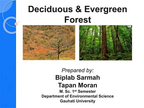 Forests Deciduous Evergreen Pptx