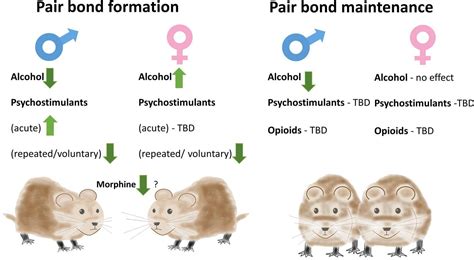 Mating Systems And Reproductive Strategies Biological Anthropology