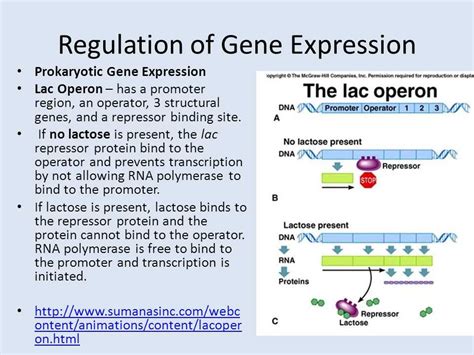 Understanding The Regulation Of Gene Expression Chapter 18 Answers