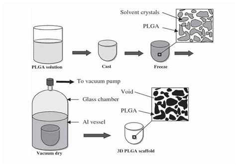 Bio Fabrication Techniques For Bone And Cartilage Tissue Regeneration