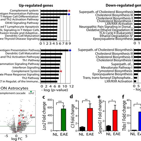 Enrichment Of Astrocyte Specific Mrna Using Ribotag Technology A Download Scientific Diagram