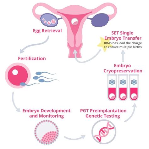 What Is The Process Of Fertilization From Ovulation To Implantation At