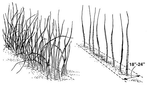 Black Raspberry Trellis Diagram