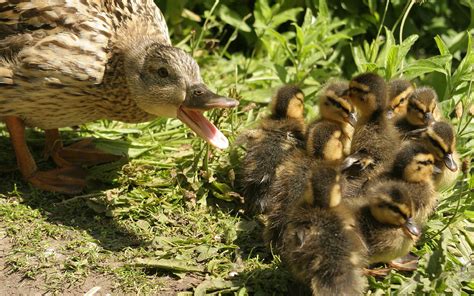 Mother Duck And Babies Wallpaper 1920x1200 13814