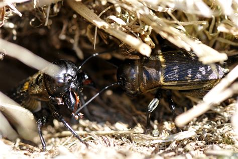Nature Gryllus Campestris