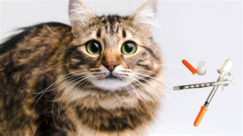Understanding Feline Diabetes Causes Symptoms And Treatment