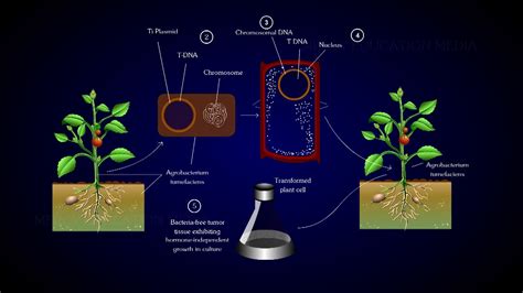 Agrobacterium A Plant Gene Transfer Youtube