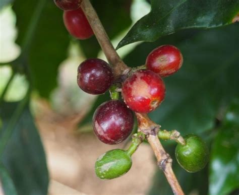 Coffee Berry Roboflow Universe