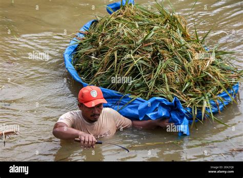 A Farmer Harvests Rice In Floods Due To High Rainfall In Aceh Utara