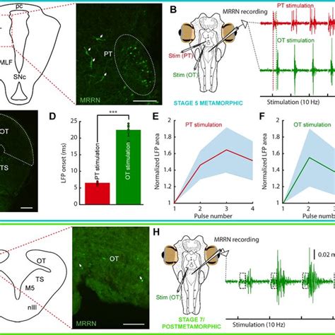 Tectal And Pretectal Projections To The Mrrn In Metamorphic And