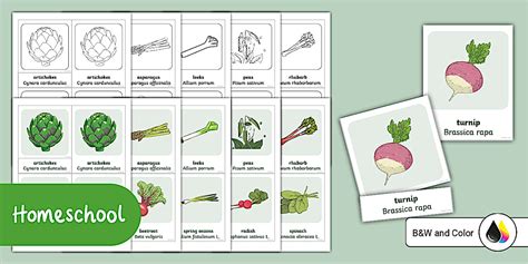 Spring Vegetables Spring Season Twinkl Usa Twinkl