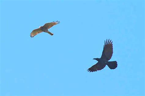 Ryukyu Life Wildlife Images Crow Vs Buzzard Eagle