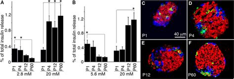 Temporal Transcriptome Analysis Reveals Dynamic Gene Expression Patterns Driving β Cell