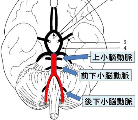 脳神経系解剖 総合診療・救急医療施策要綱