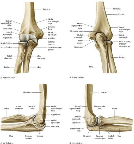 Elbow Anatomy Wikism Sports Medicine Wiki