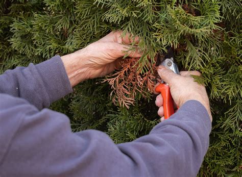 Guide To Tree Pruning And Trimming For Revitalized Trees
