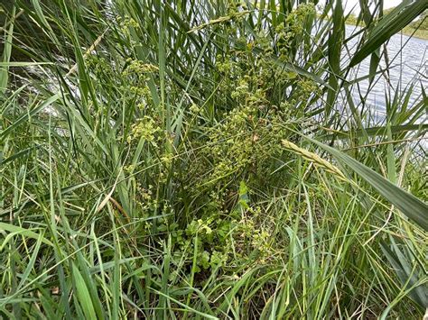 Wild Celery Identification Guide Uk Foraging