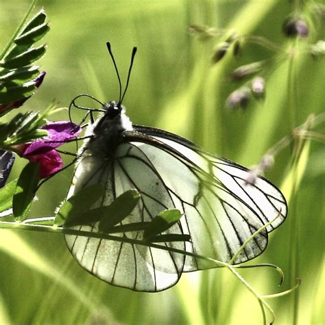 Extinct Butterfly Species Reappears In Uk Bbc News
