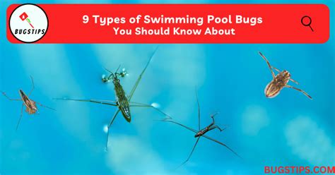 Types Of Swimming Pool Bugs You Should Know About BugsTips