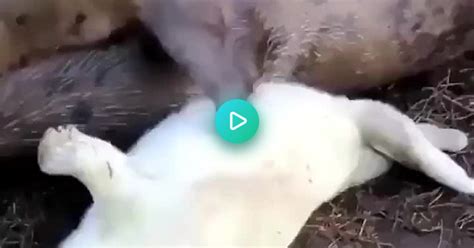 Gray Seal Pups Have A Fluffy White Coat Called Lanugo Shed After A Few Weeks After Birth Which