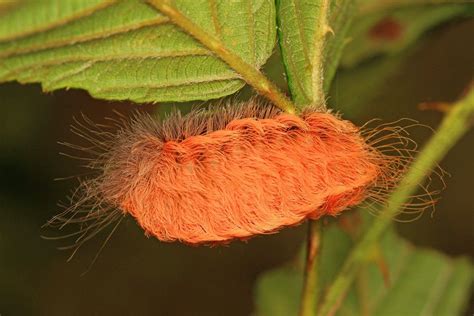 Remarkable Types Of Caterpillars And What They Become