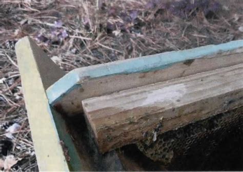 The Kenyan Top Bar Hive Bee Culture
