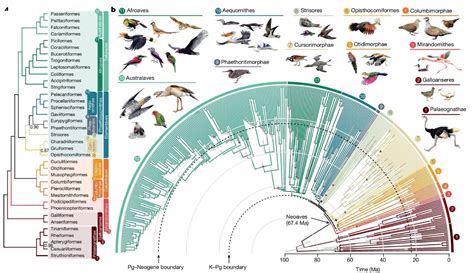 ایجاد بزرگ‌ترین و دقیق‌ترین شجره‌نامه تاریخ پرندگان عکس