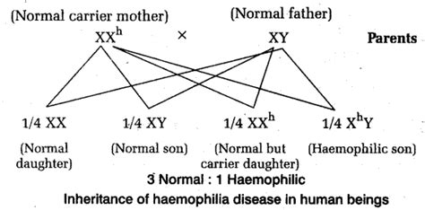 Neet Biology Notes Genetics Sex Determination Cbse Tuts