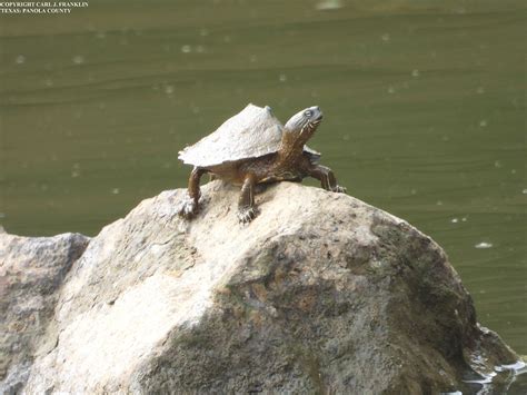 Sabine Map Turtle Texas Turtles