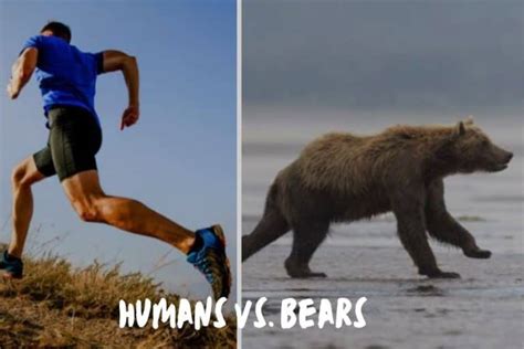 How Fast Can A Bear Run The Surprising Speeds Bears