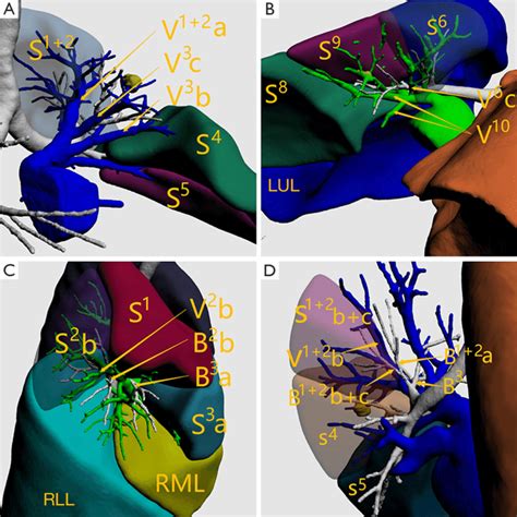 The Intersegmental Veins Located On The Intersegmental Plane A Download Scientific Diagram