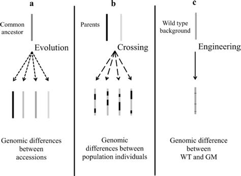 Potential Genetic Sources For Transcriptome Variation A Genomic Download Scientific Diagram