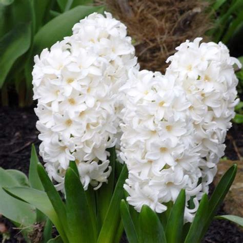White Hyacinth Flower