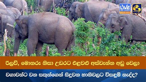 රිලව් මොනරු නිසා උඩරට එළවළු අස්වැන්න අඩු වෙලා වගාවන්ට වන සතුන්ගෙන් සිදුවන හානිවලට විසඳුම්
