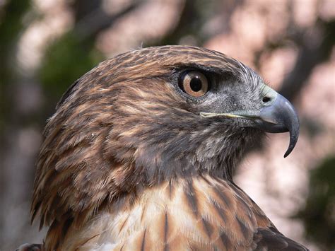 Red Tailed Hawk Face A Close Up Shot Of A Red Tailed Hawk… Flickr