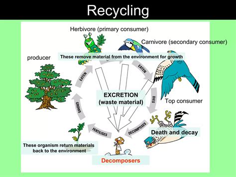 GCSE Biology Nutrient Cycle PPT