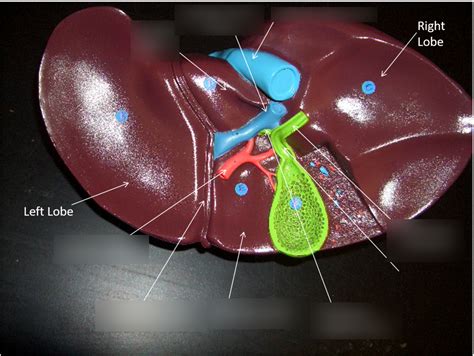 Liver Model Common Hepatic Duct