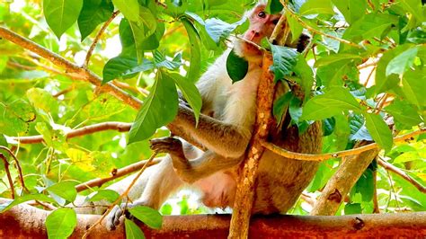 Monkey Jane Escapes The Big Male And Finds Peace Youtube