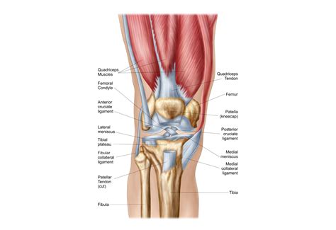 Meniscus Tears Novant Health